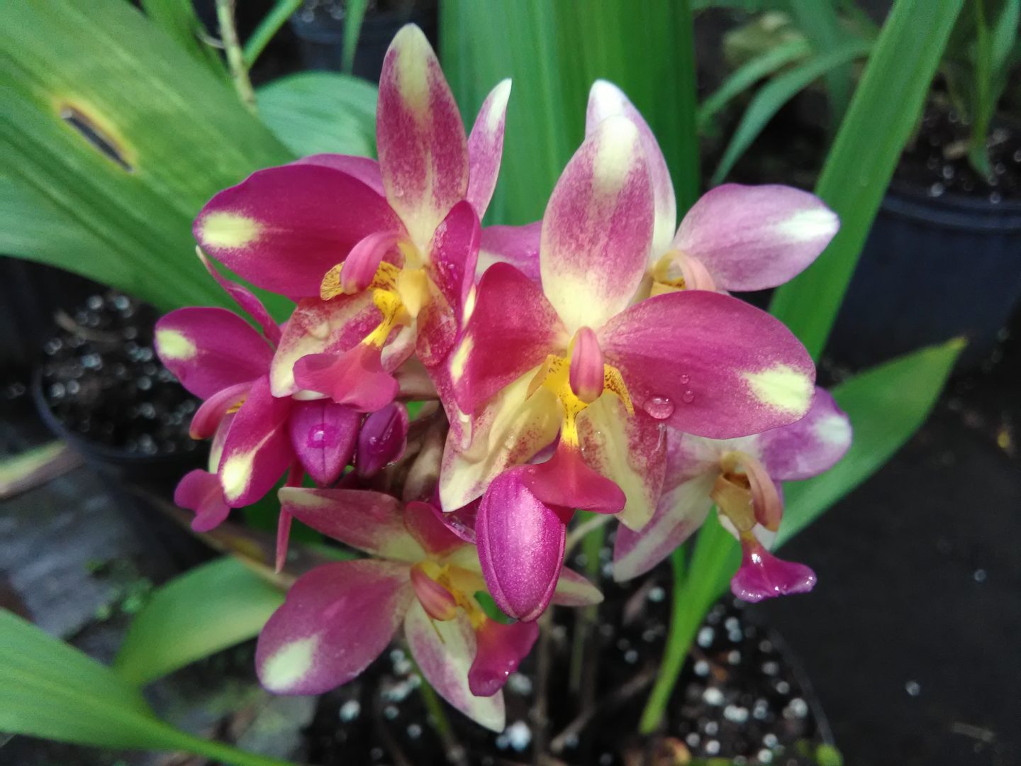 Ground Orchids - Richard Lyons Nursery, Inc.