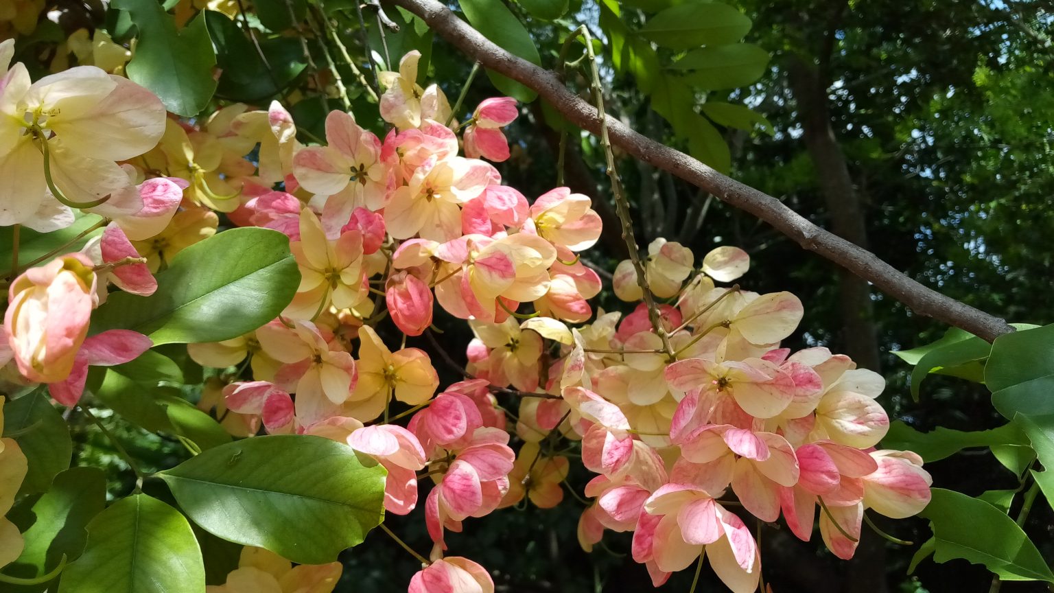 Rainbow Cassia Tree - Richard Lyons Nursery, Inc.