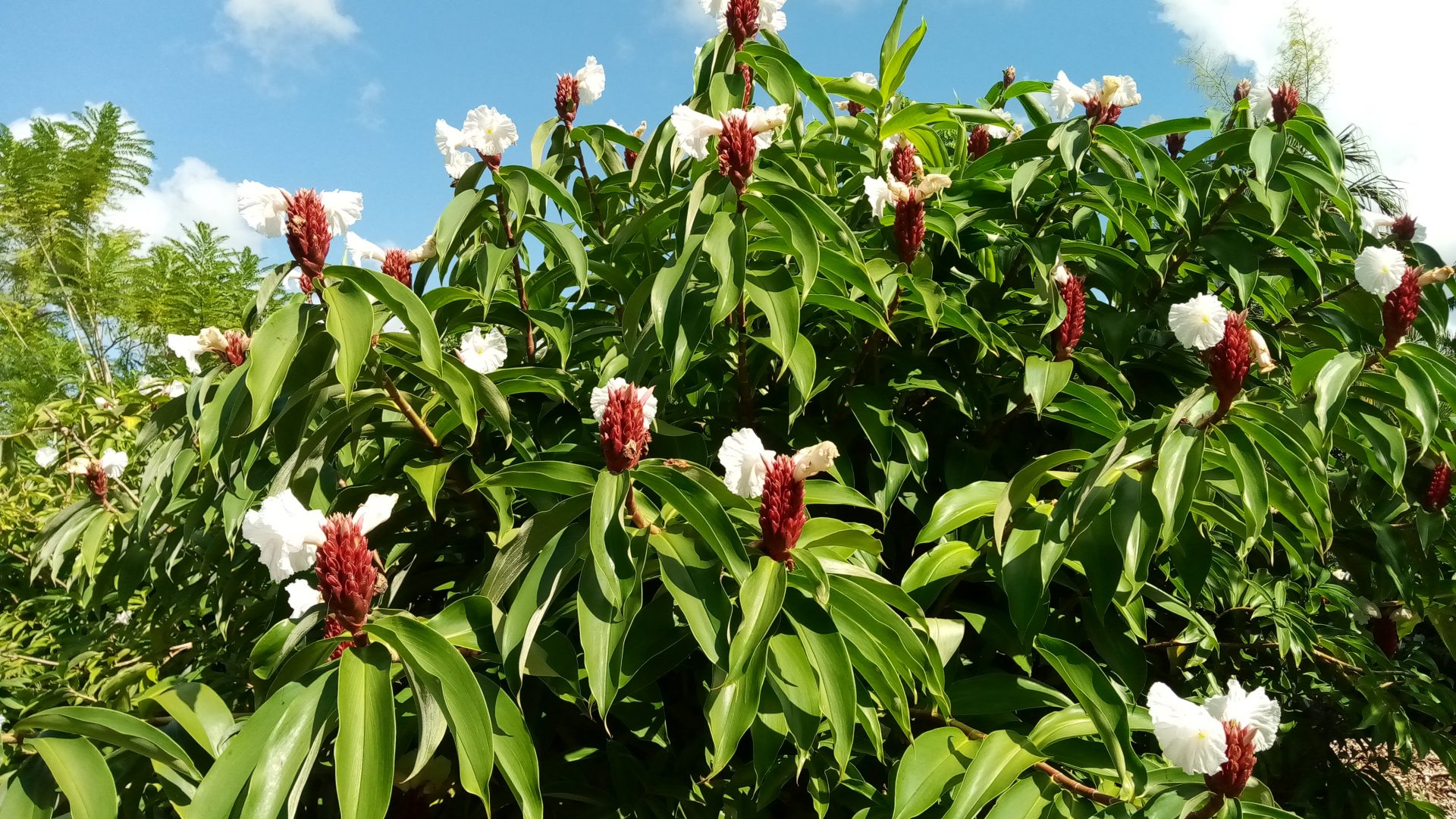 Crepe Ginger - Richard Lyons Nursery, Inc.