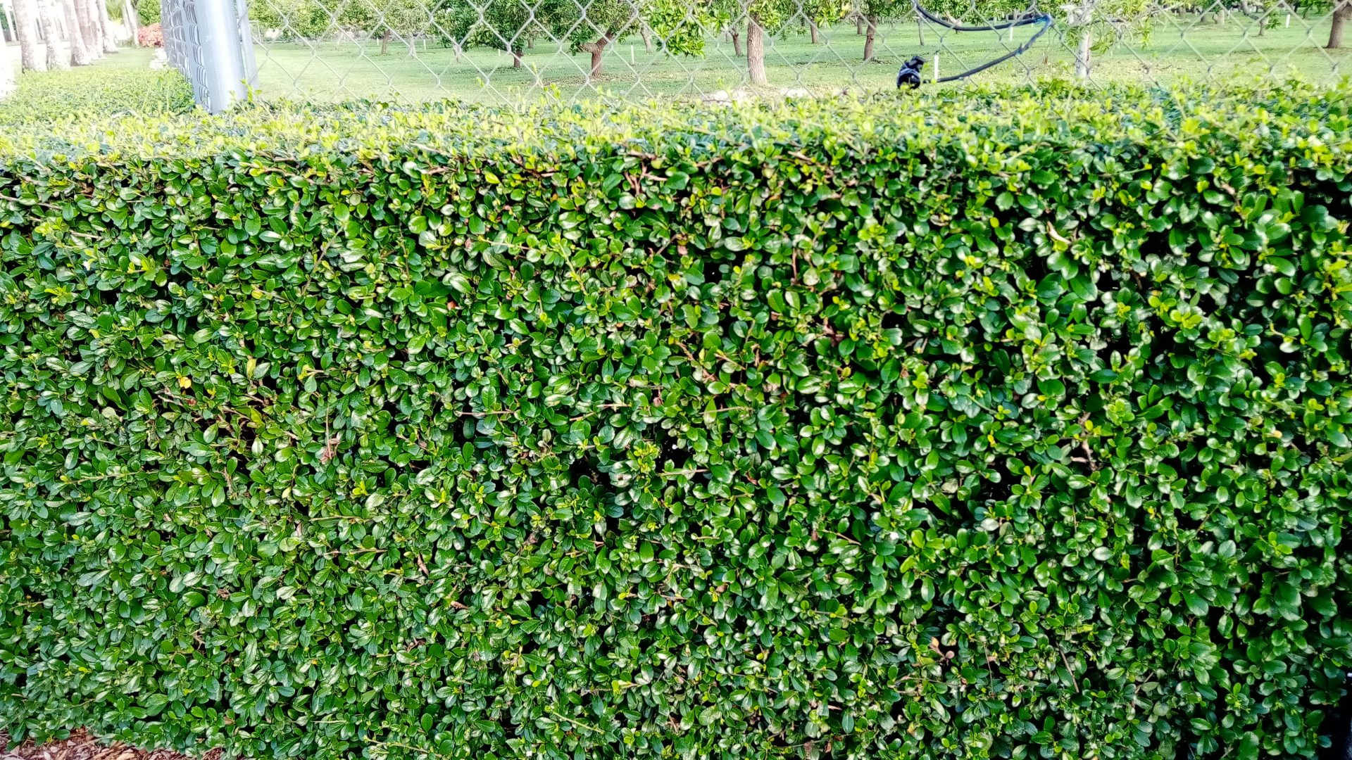 Fukien Tea Shrub - Richard Lyons Nursery, Inc.