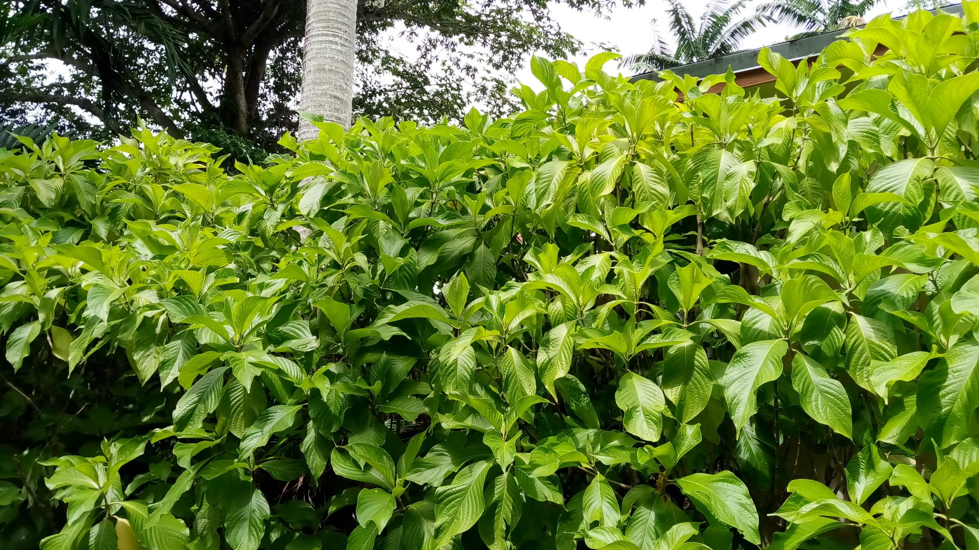 Brazilian Red Cloak - Richard Lyons Nursery, Inc.
