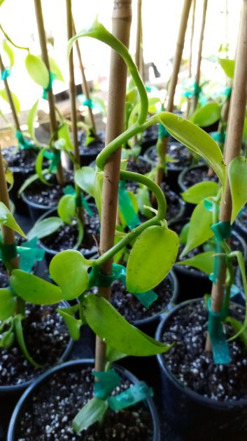 Richard Lyons Nursery, Inc. - Rare & Unusual Tropical Trees & Plants ...