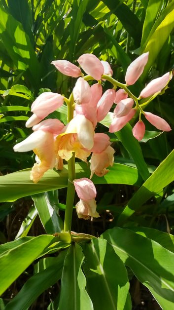Alpinia galanga (Galangal Ginger1) - Richard Lyons Nursery, Inc.