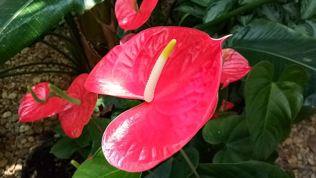 Anthurium Hybrid (Red Anthurium) - Richard Lyons Nursery, Inc.