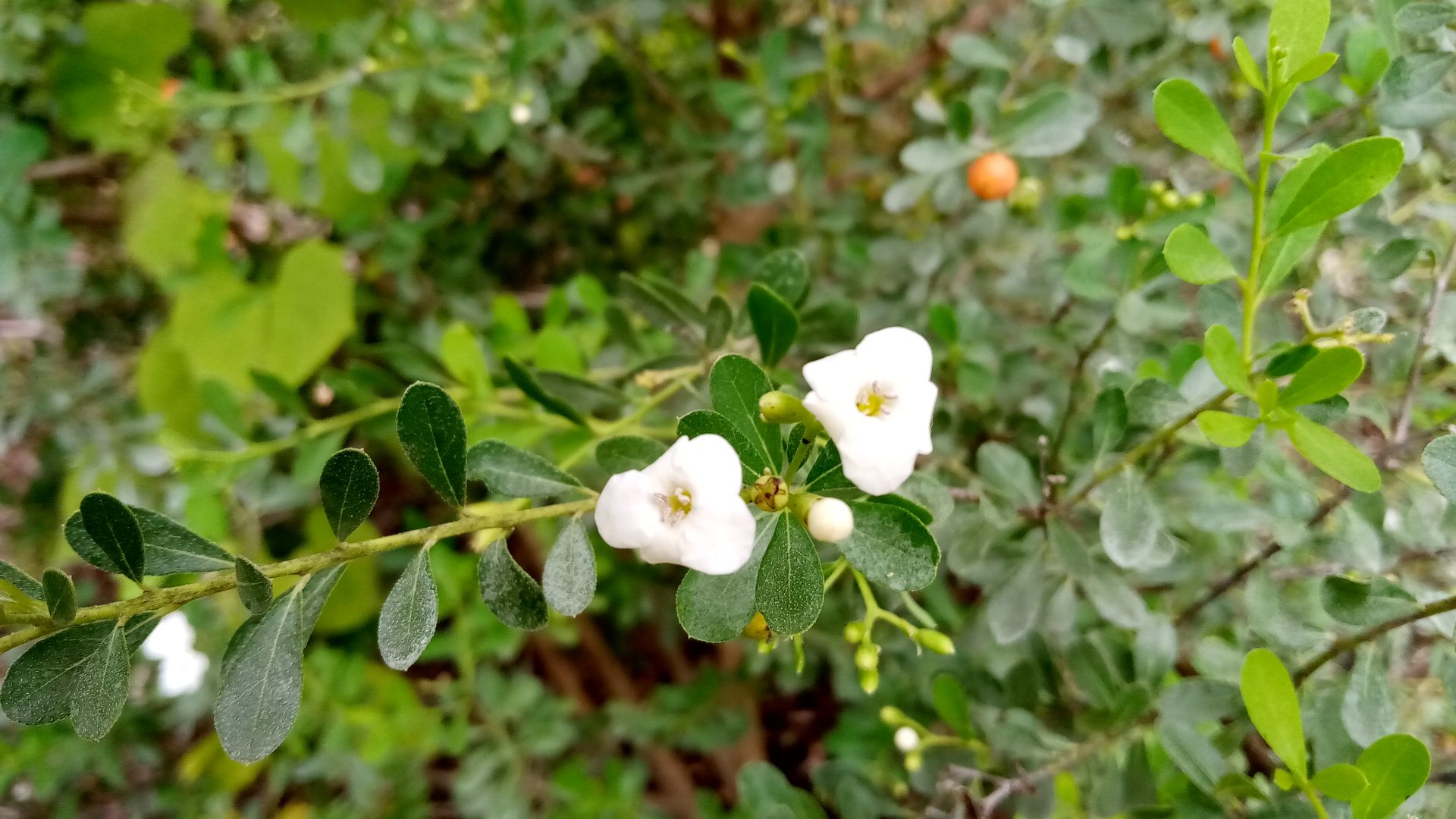 Bahama Strongbark and Little Bahama Strongbark - Richard Lyons Nursery ...