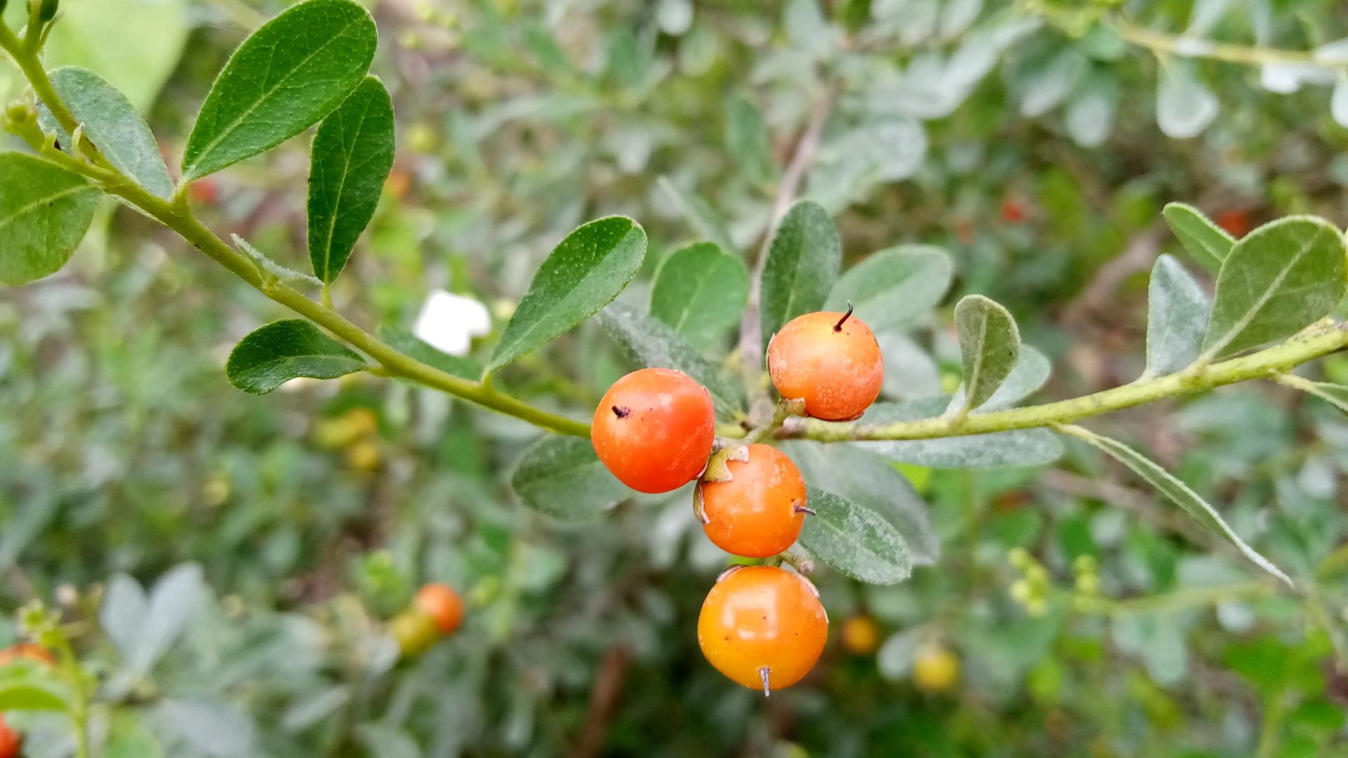 Bourreria cassinifolia (Little Bahama Strongbark2) - Richard Lyons ...
