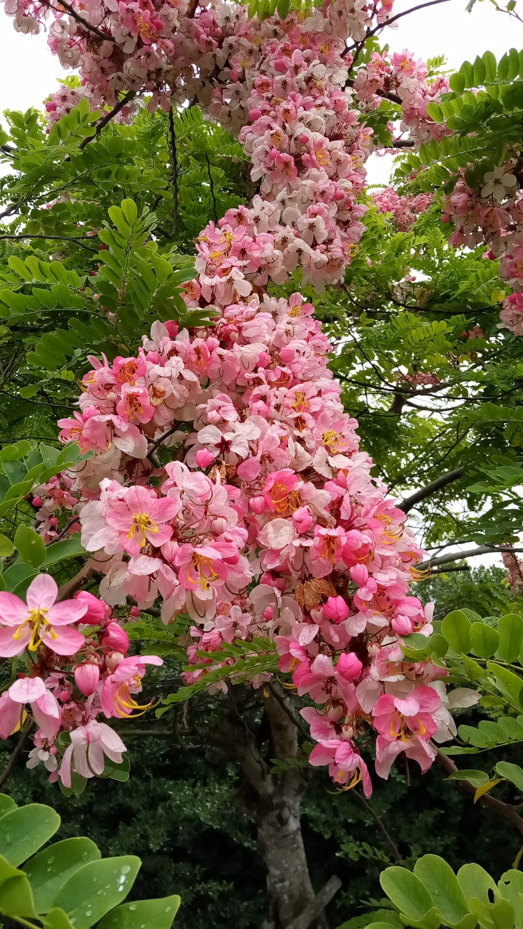 Cassia Javanica Apple Blossom Shower Tree2 Richard Lyons Nursery Inc