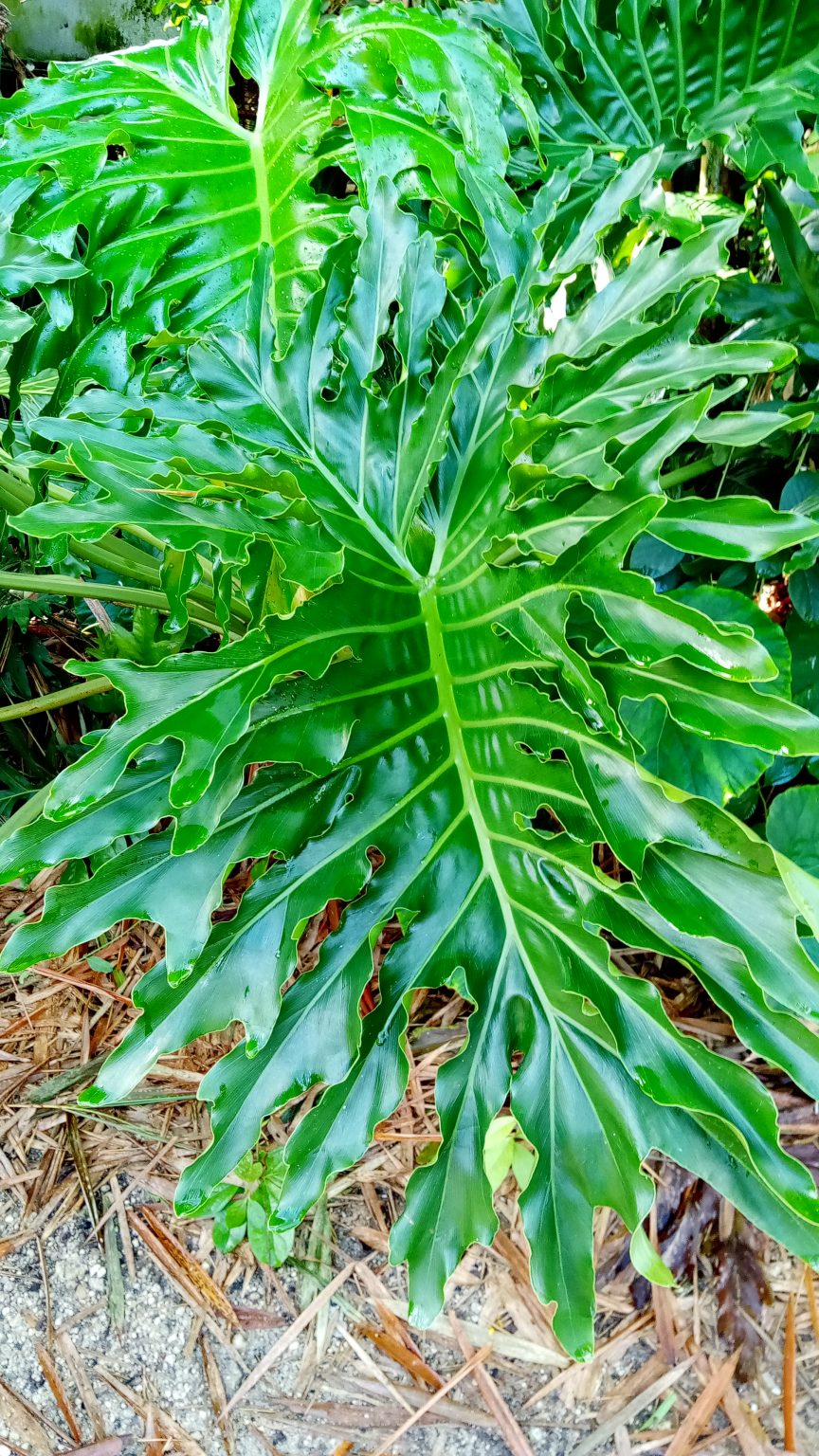 Tree Philodendron and Giant Philodendron - Richard Lyons Nursery, Inc.