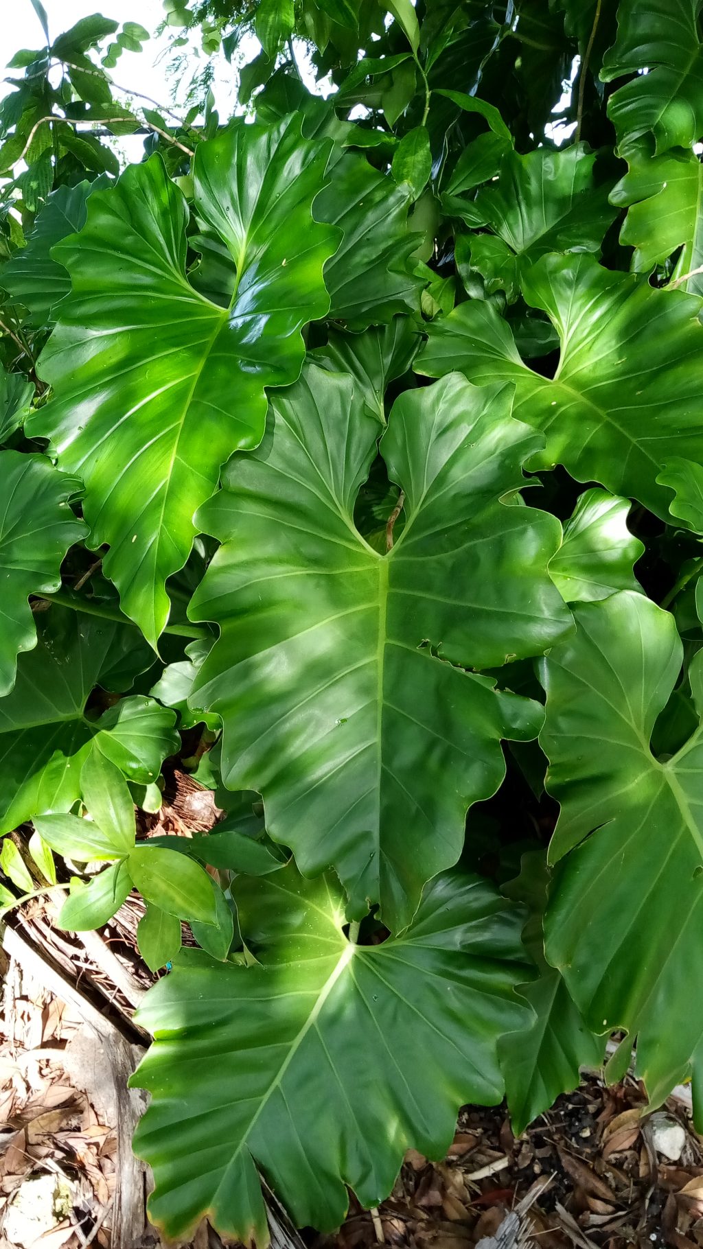 Tree Philodendron and Giant Philodendron - Richard Lyons Nursery, Inc.