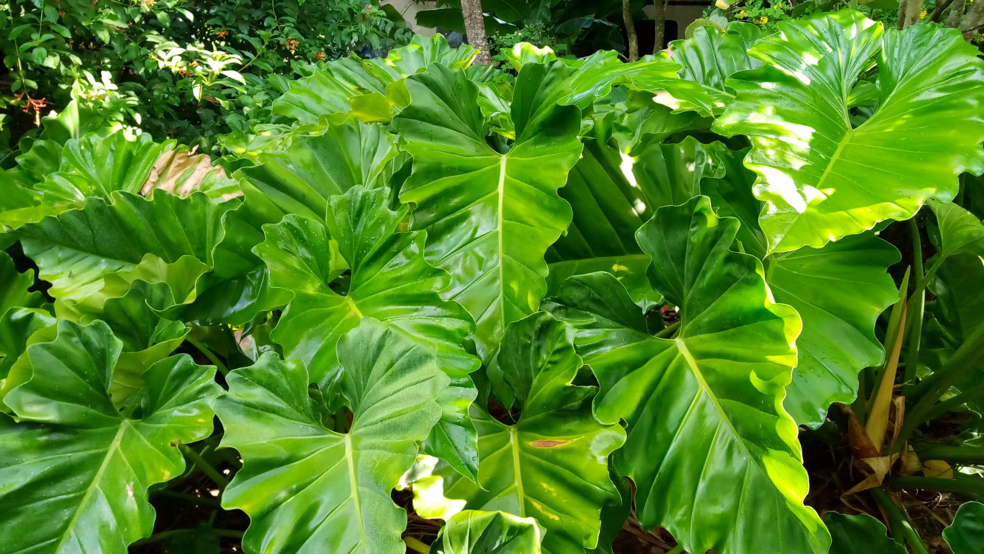 Tree Philodendron and Giant Philodendron - Richard Lyons Nursery, Inc.