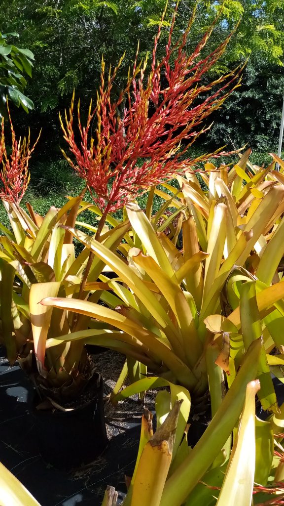 Blanchet's Aechmea 'Orange' Bromeliad - Richard Lyons Nursery, Inc.