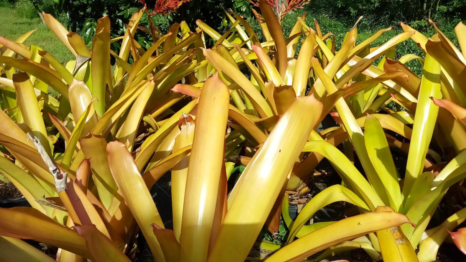Blanchet's Aechmea 'Orange' Bromeliad - Richard Lyons Nursery, Inc.