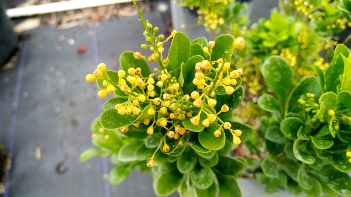 Aglaia odorata (Chinese Perfume) - Richard Lyons Nursery, Inc.