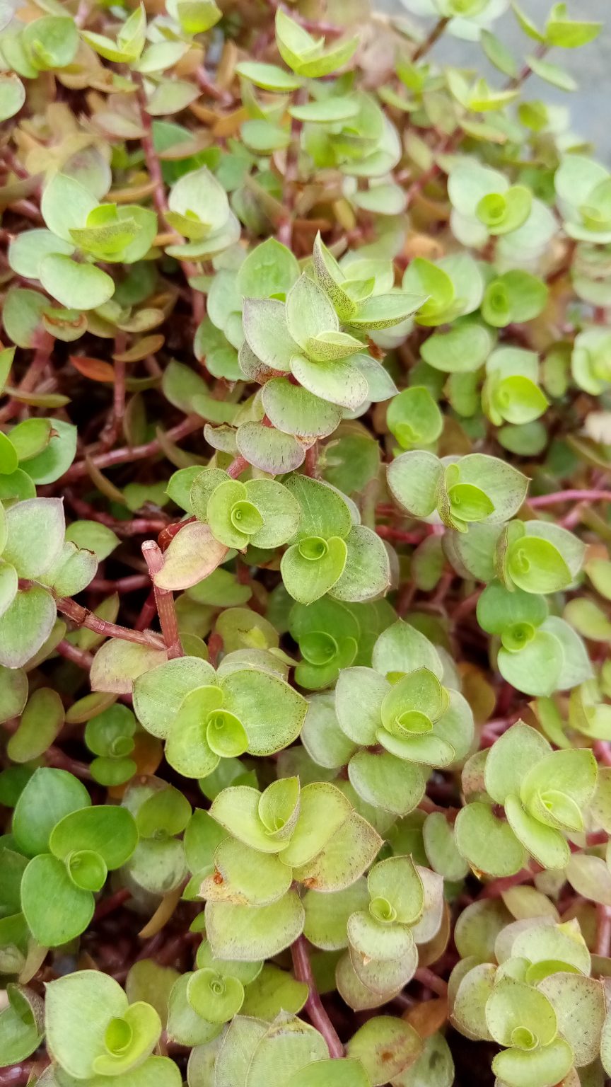 Callisia repens (Inch Plant) - Richard Lyons Nursery, Inc.