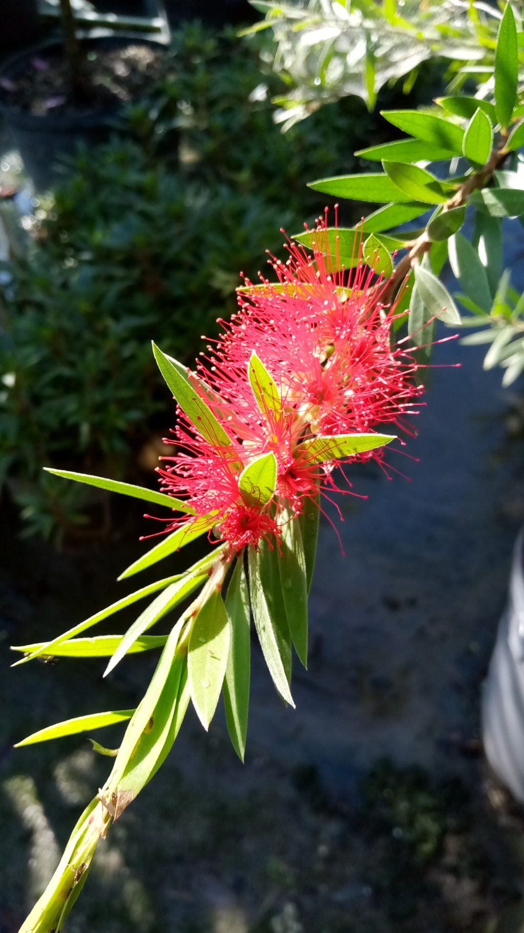 Callistemon linearis (Narrowleaf Bottlebrush Shrub) - Richard Lyons ...