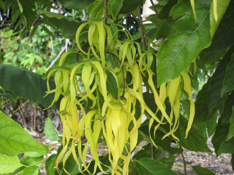 Ylang-Ylang Tree and Dwarf Ylang-Ylang Tree - Richard Lyons Nursery, Inc.