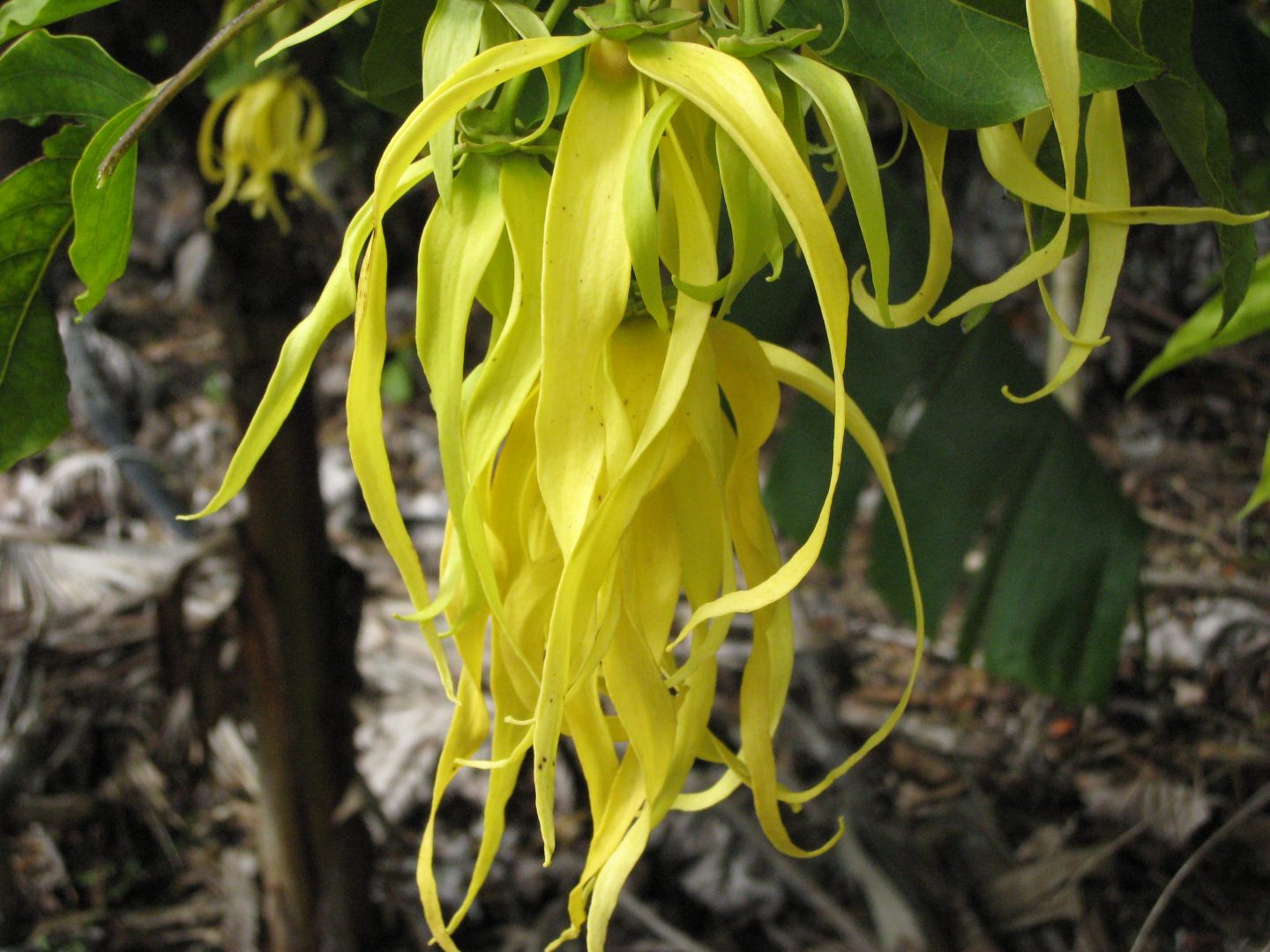 Ylang-Ylang Tree and Dwarf Ylang-Ylang Tree - Richard Lyons Nursery, Inc.