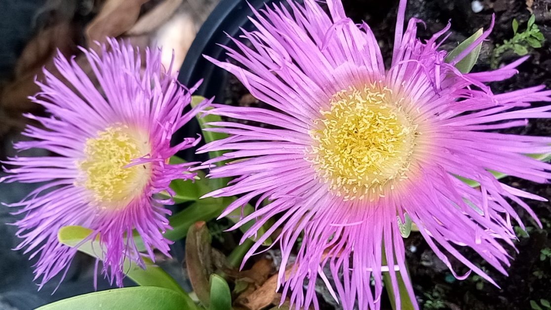 Carpobrotus edulis (Giant Ice Plant) - Richard Lyons Nursery, Inc.