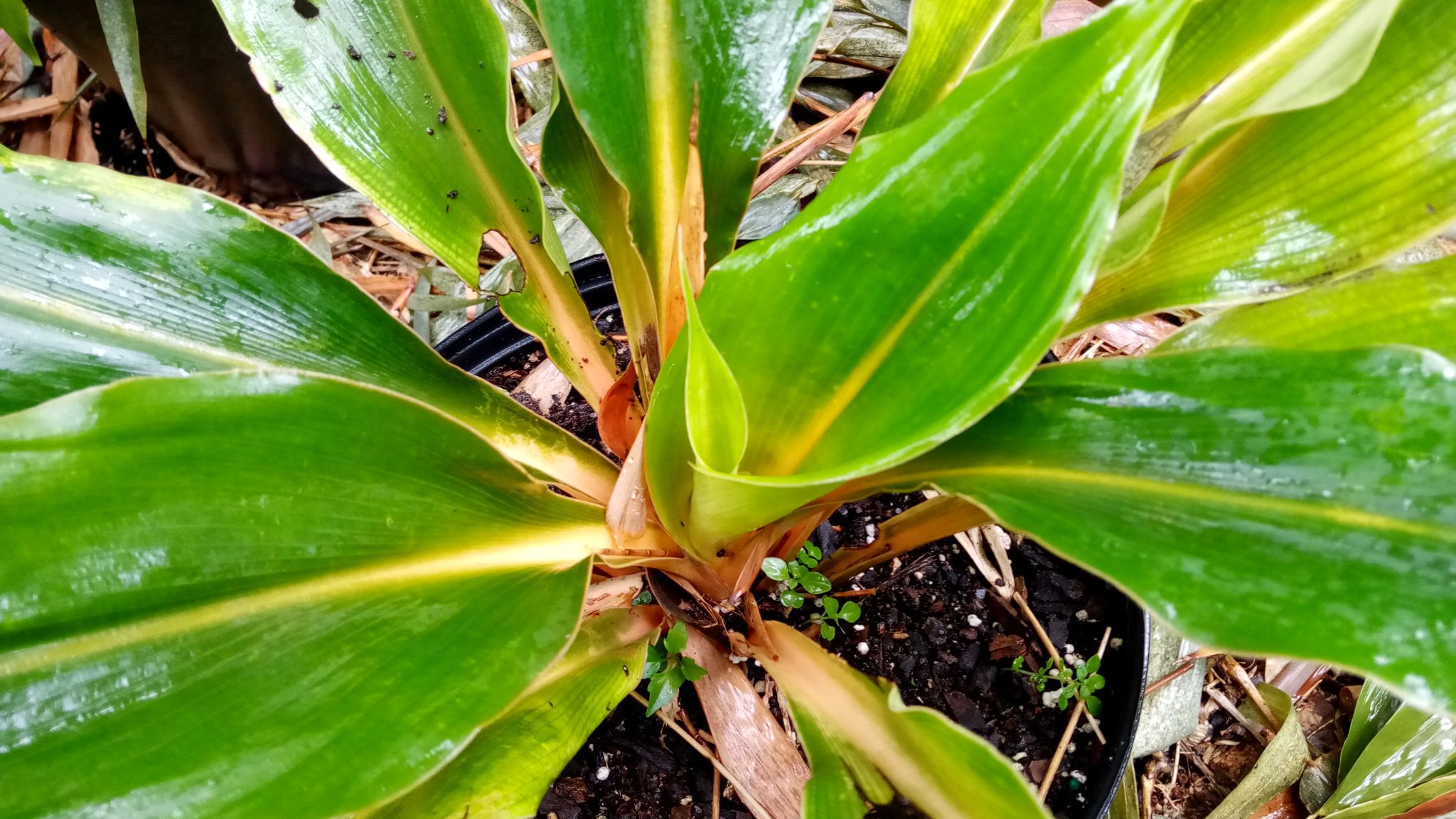Chlorophytum amaniese 'Fire Flash' (Orange Spider Plant) - Richard ...