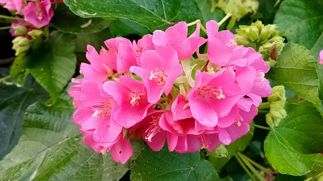 Two Tropical Hydrangeas - Richard Lyons Nursery, Inc.