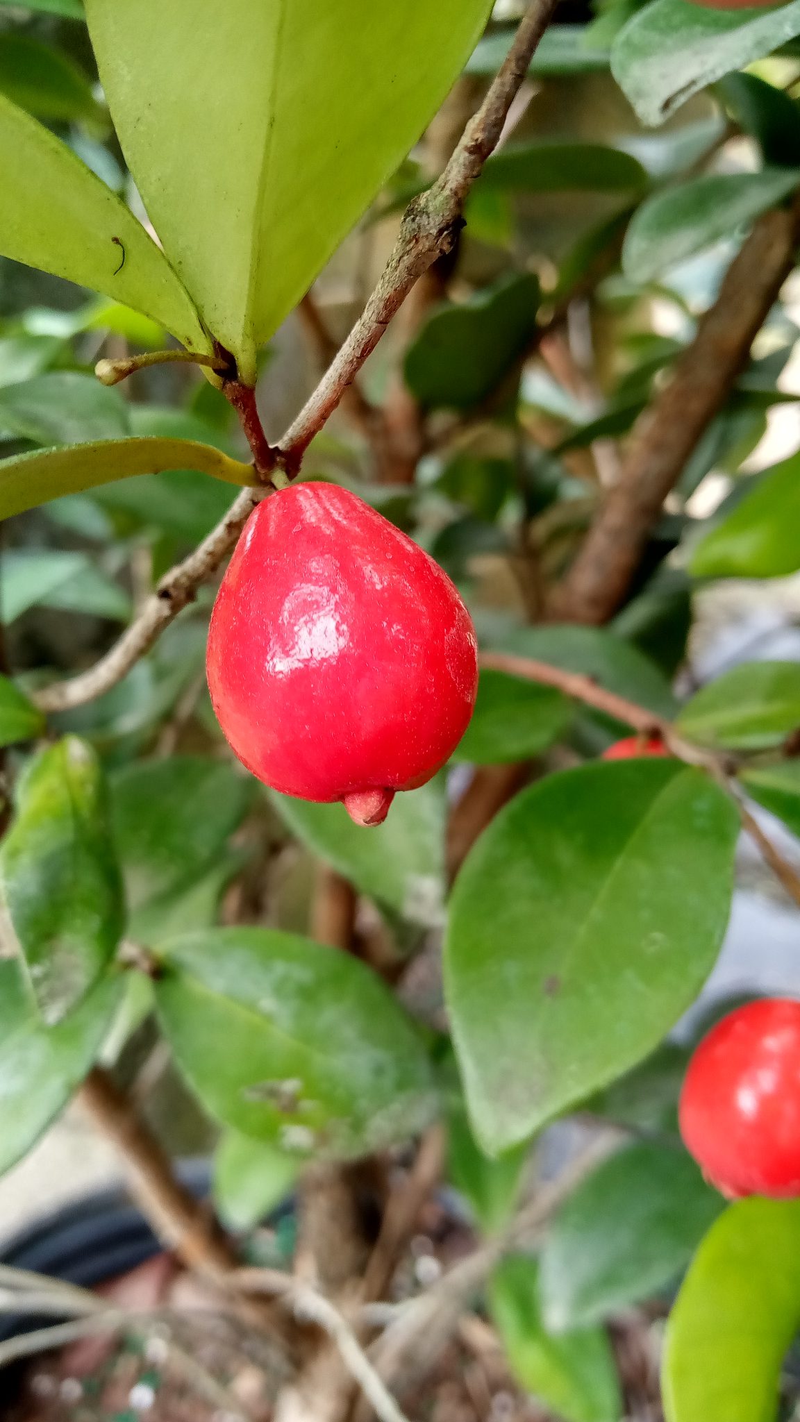 Cedar Bay Cherry - Richard Lyons Nursery, Inc.