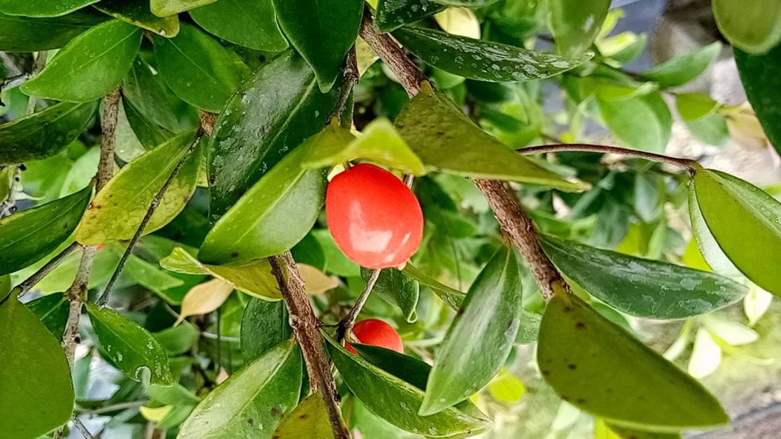 Eugenia reinwardtiana (Cedar Bay Cherry1) - Richard Lyons Nursery, Inc.