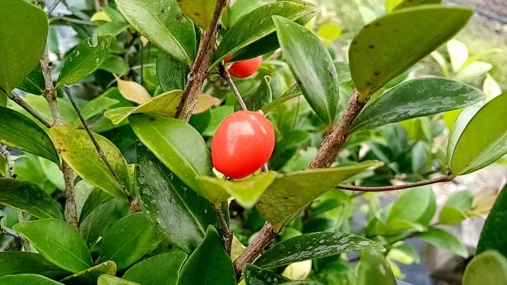 Eugenia reinwardtiana (Cedar Bay Cherry1) - Richard Lyons Nursery, Inc.