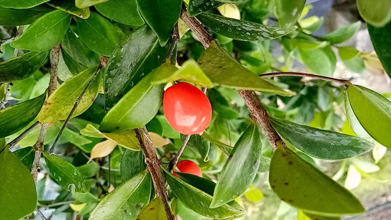 Eugenia reinwardtiana (Cedar Bay Cherry1) - Richard Lyons Nursery, Inc.