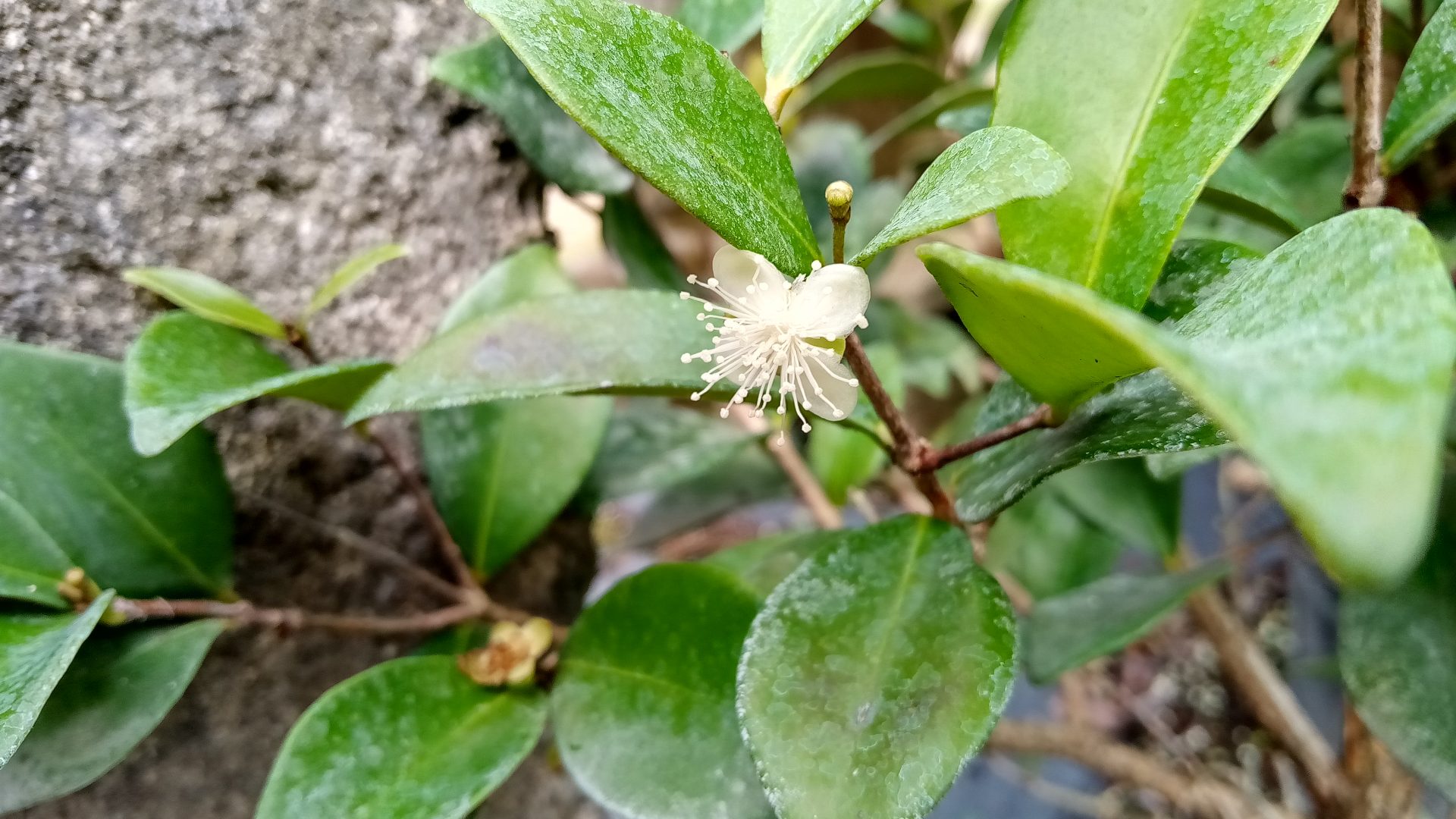 Cedar Bay Cherry - Richard Lyons Nursery, Inc.