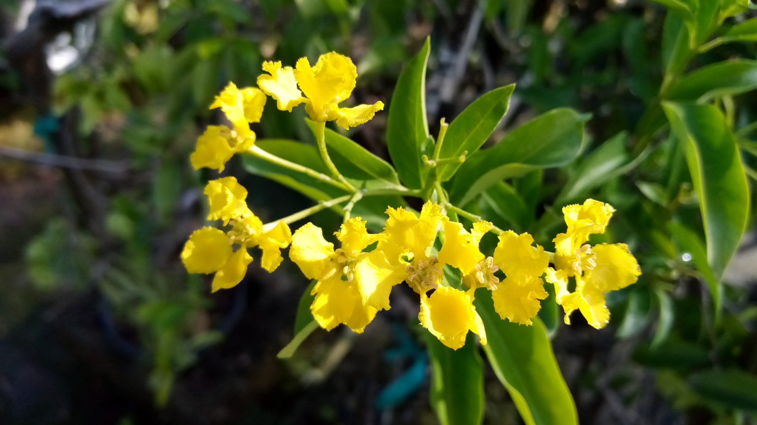 Stigmaphyllon littorale (Butterfly Vine) - Richard Lyons Nursery, Inc.
