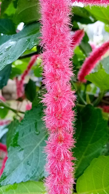Chenille Plant - Richard Lyons Nursery, Inc.