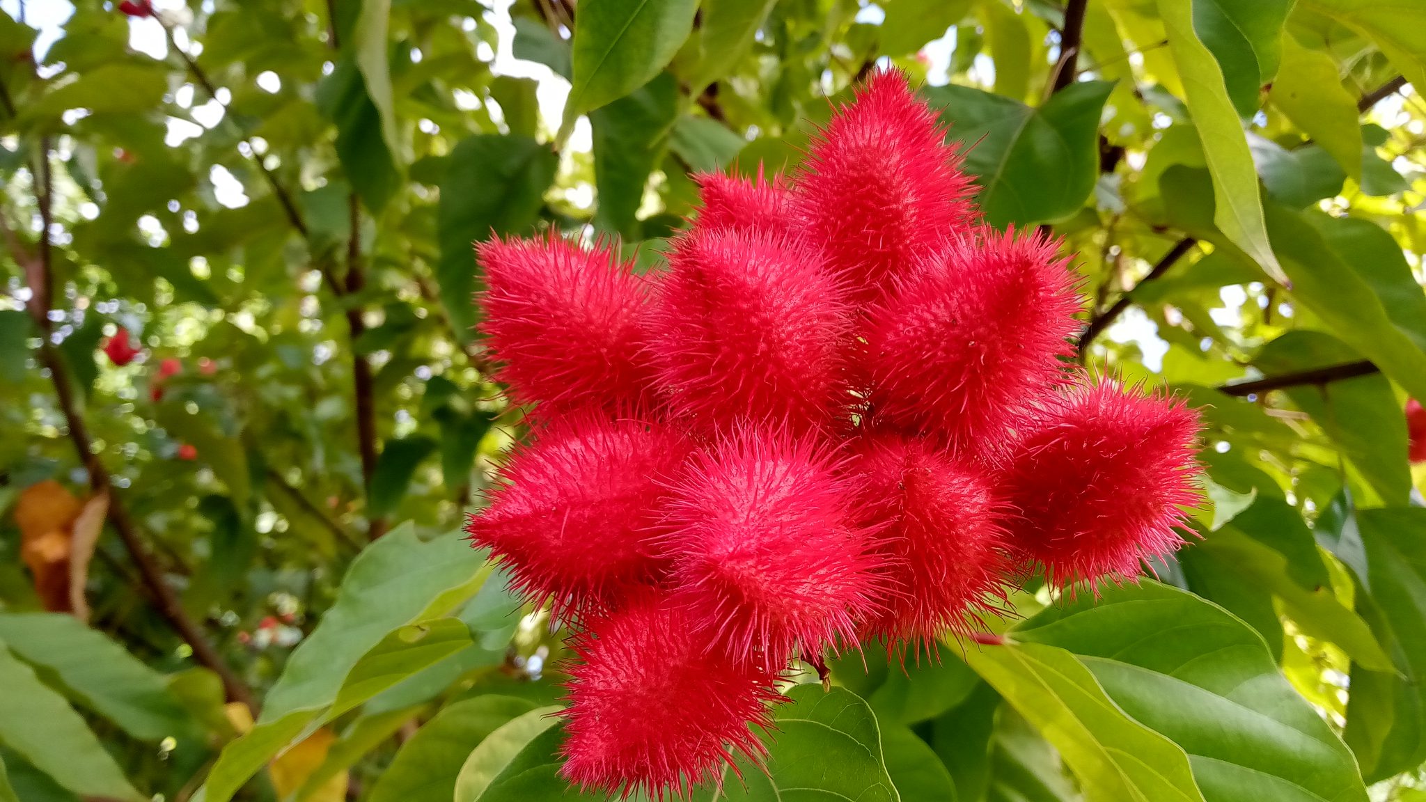 Lipstick Tree - Richard Lyons Nursery, Inc.