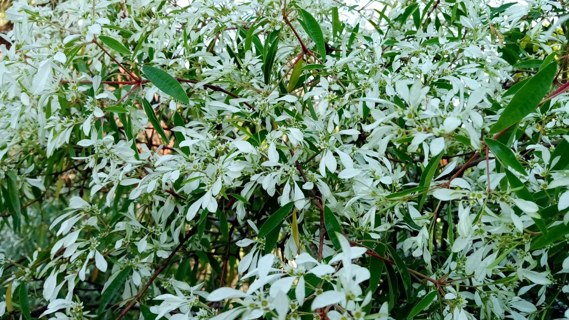Snowflake Bush - Richard Lyons Nursery, Inc.