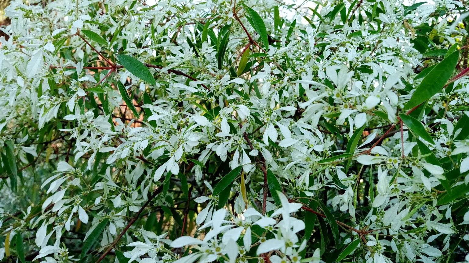 Euphorbia leucocephala (Snowflake Bush) - Richard Lyons Nursery, Inc.