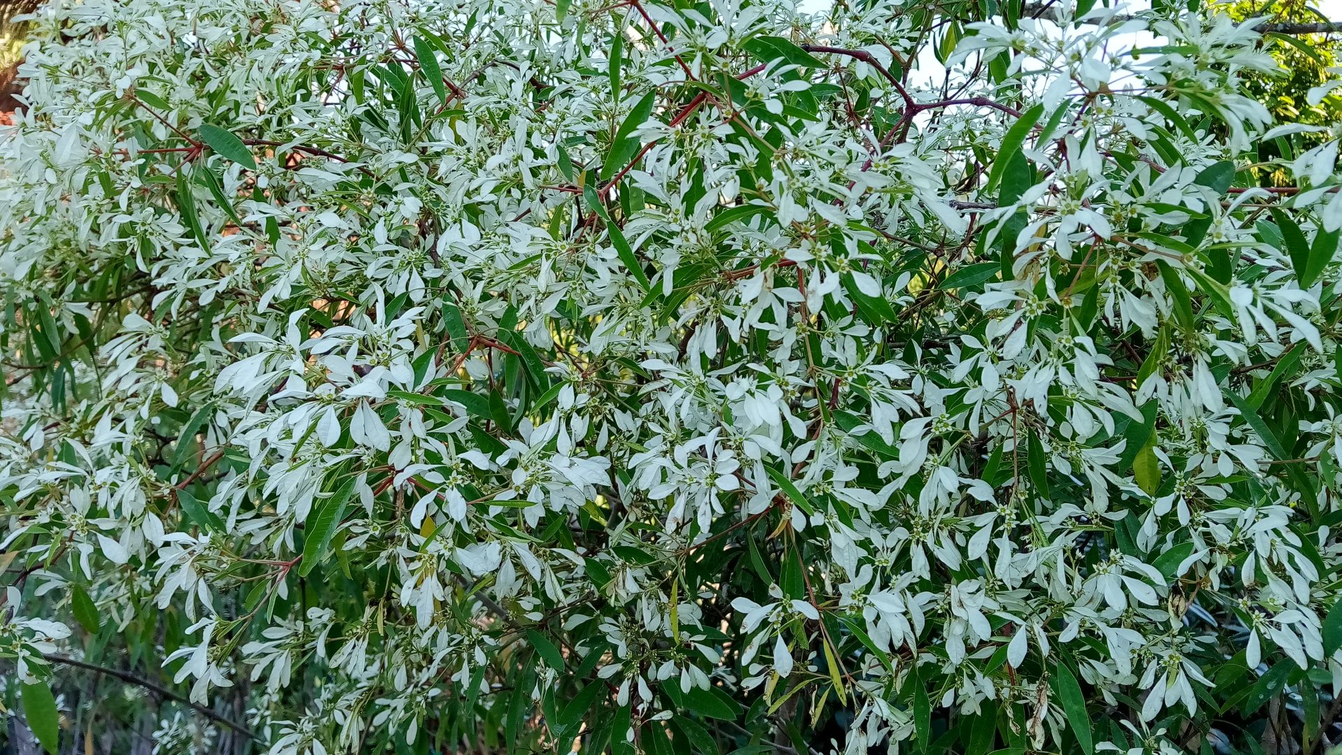 Snowflake Bush - Richard Lyons Nursery, Inc.