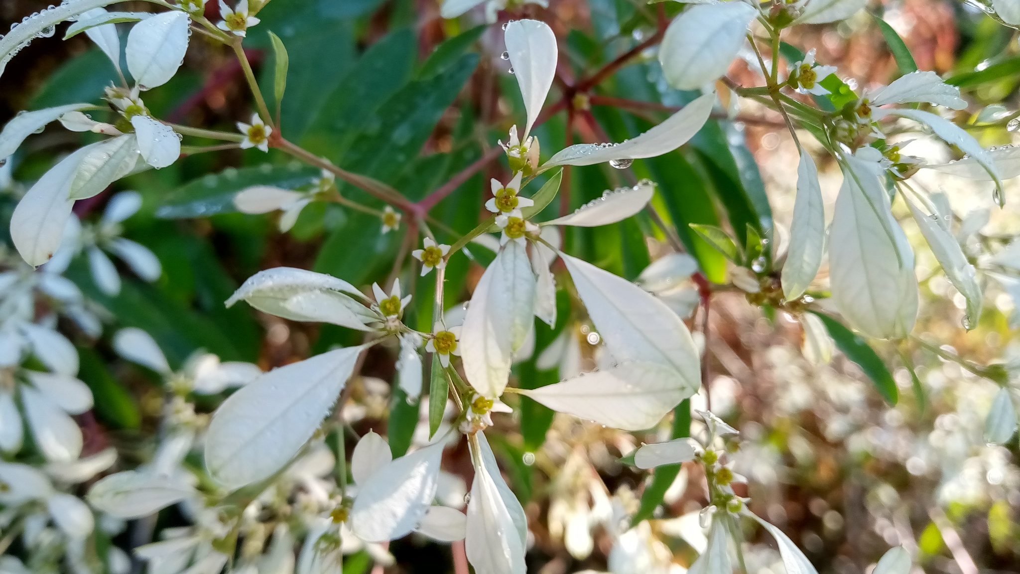 Euphorbia leucocephala (Snowflake Bush2) - Richard Lyons Nursery, Inc. Euphorbia leucocephala (Snowflake Bush2) - Richard Lyons Nursery, Inc.