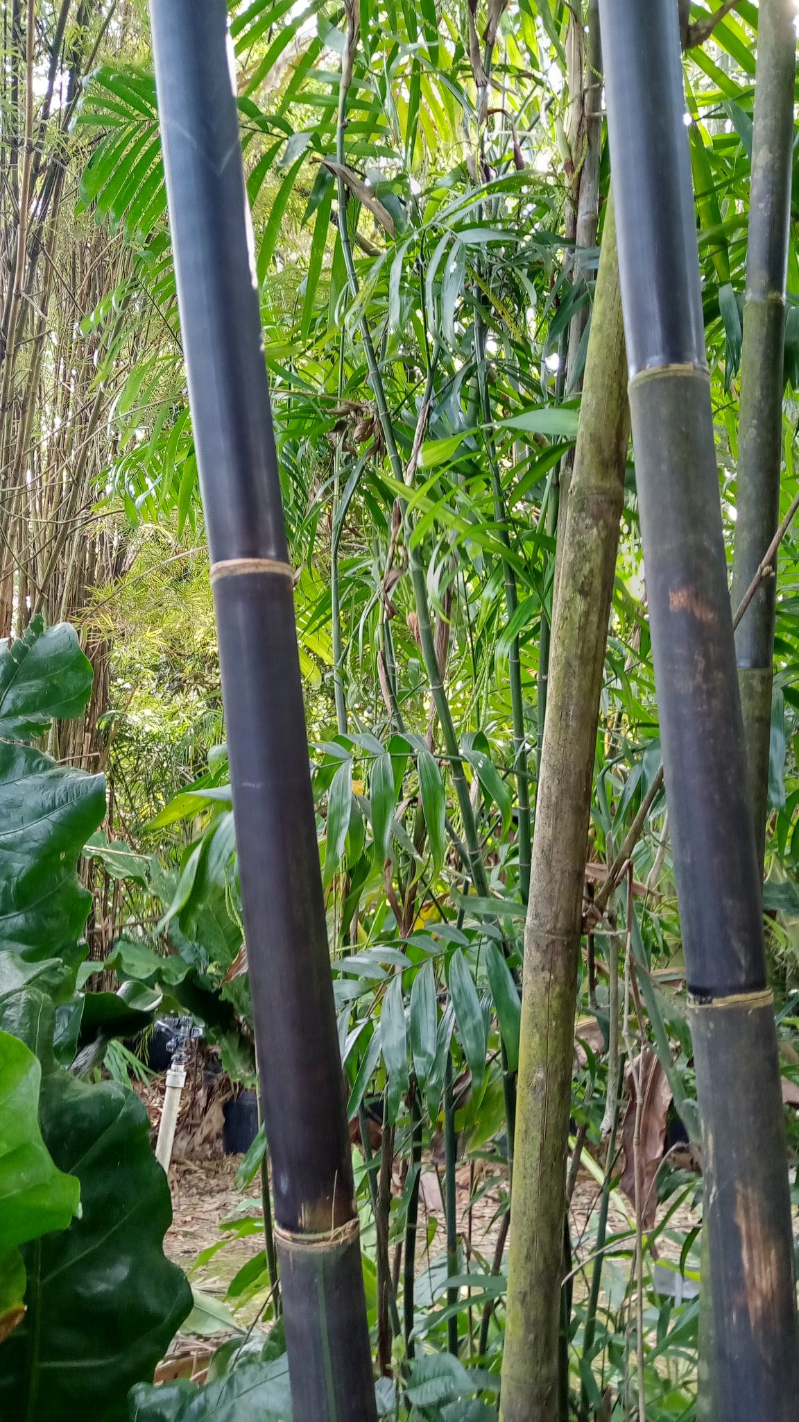 Gigantochloa atroviolacea (Tropical Black Bamboo1) - Richard Lyons Nursery, Inc.