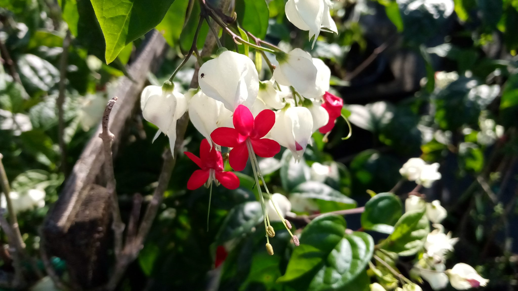 Tropical Bleeding Heart Vine - Richard Lyons Nursery, Inc.