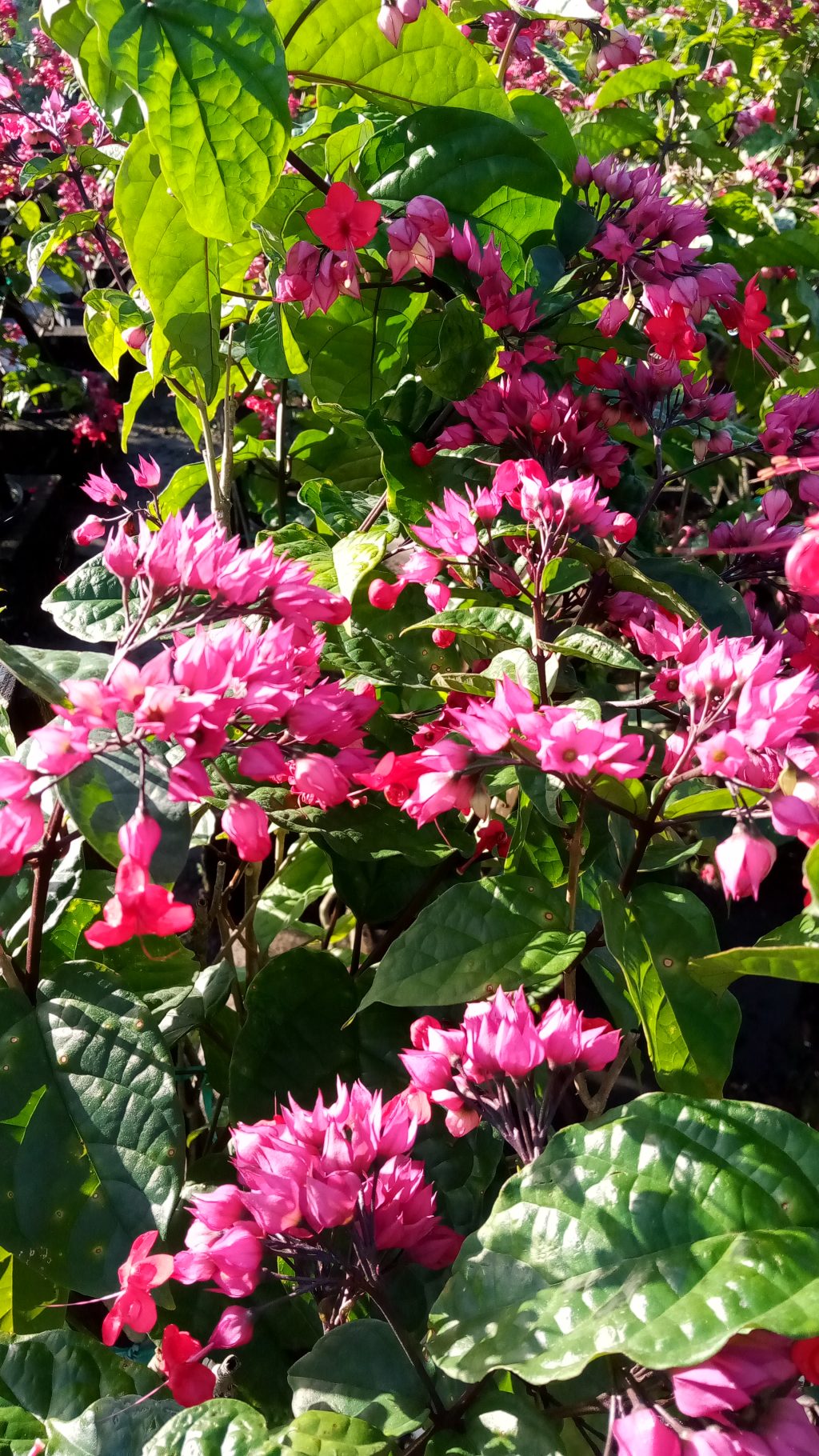 Tropical Bleeding Heart Vine - Richard Lyons Nursery, Inc.