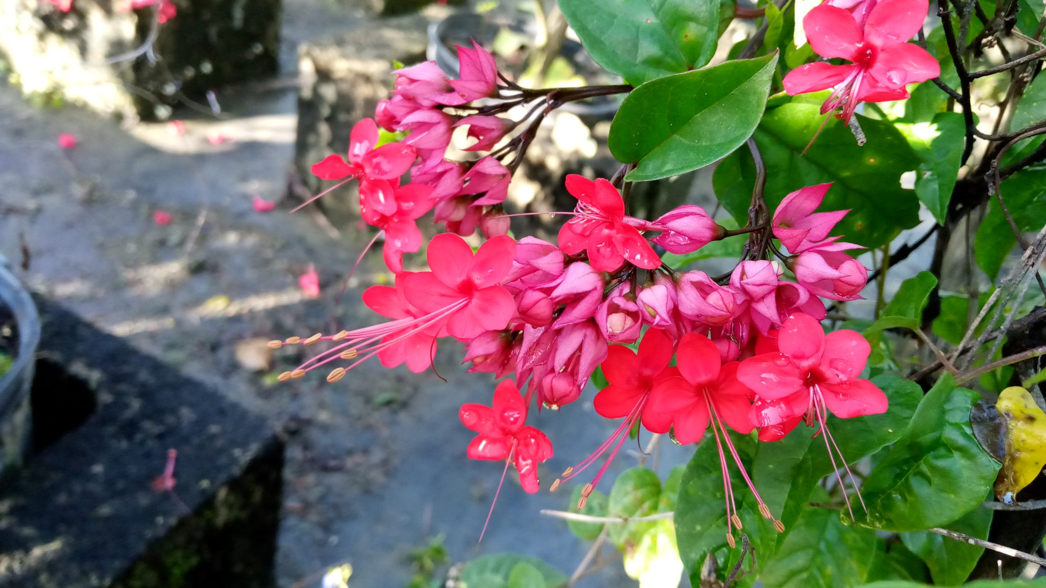 Clerodendrum thomsoniae var. delectum (Red Bleeding Heart Vine1 ...