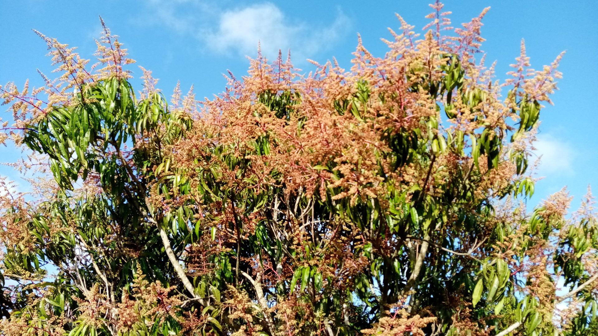 Mango Trees and Fruit - Richard Lyons Nursery, Inc.