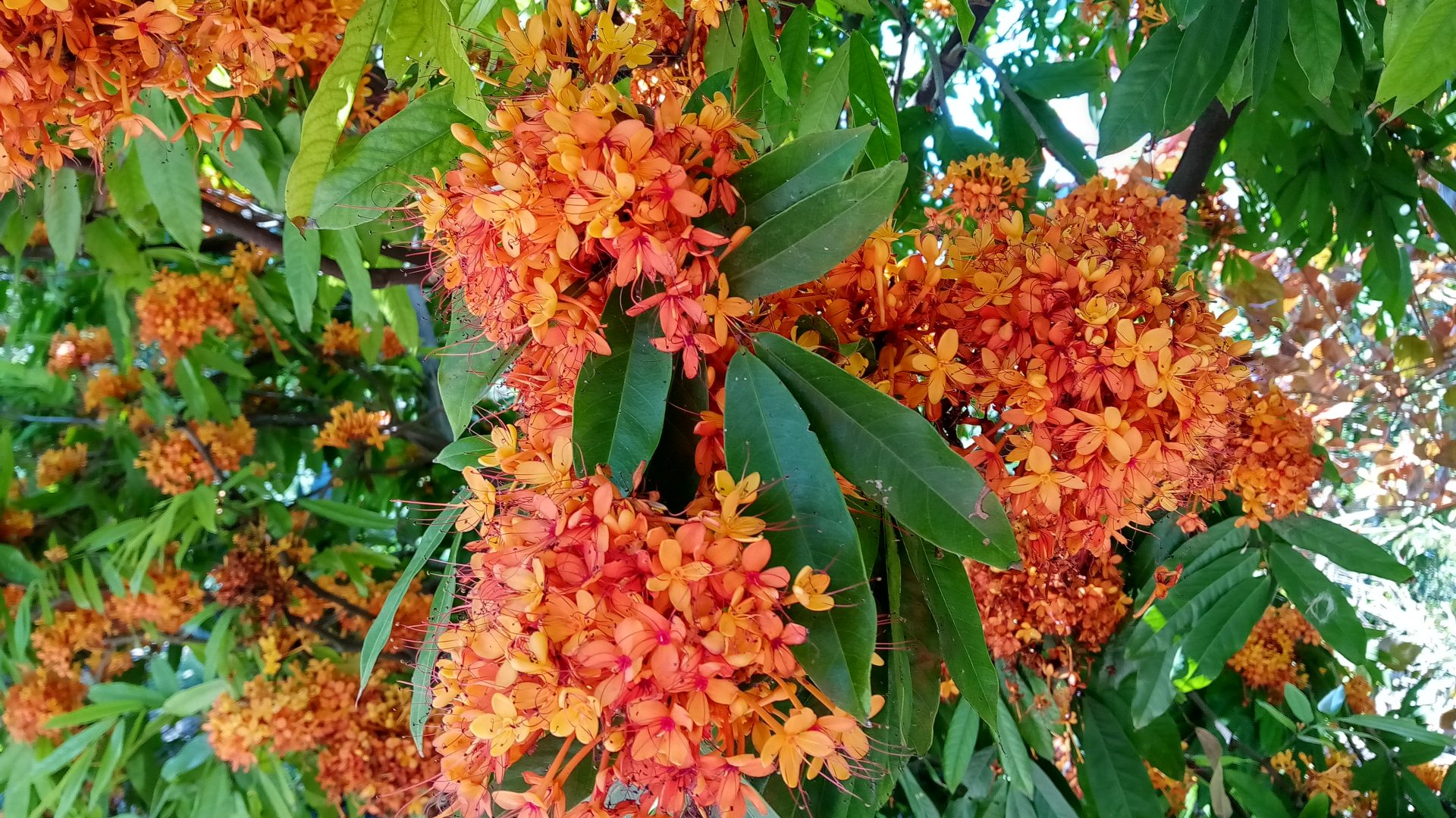 Ashoka Tree - Richard Lyons Nursery, Inc.