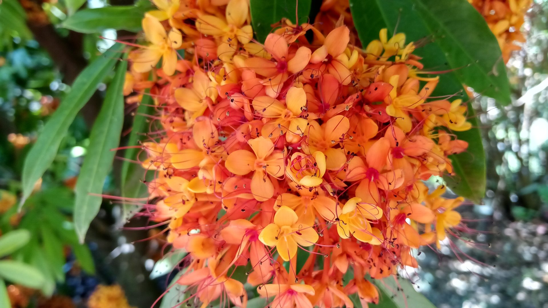 Ashoka Tree - Richard Lyons Nursery, Inc.