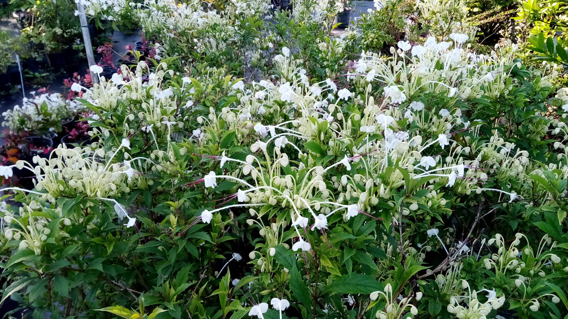 Musical Note Shrub - Richard Lyons Nursery, Inc.