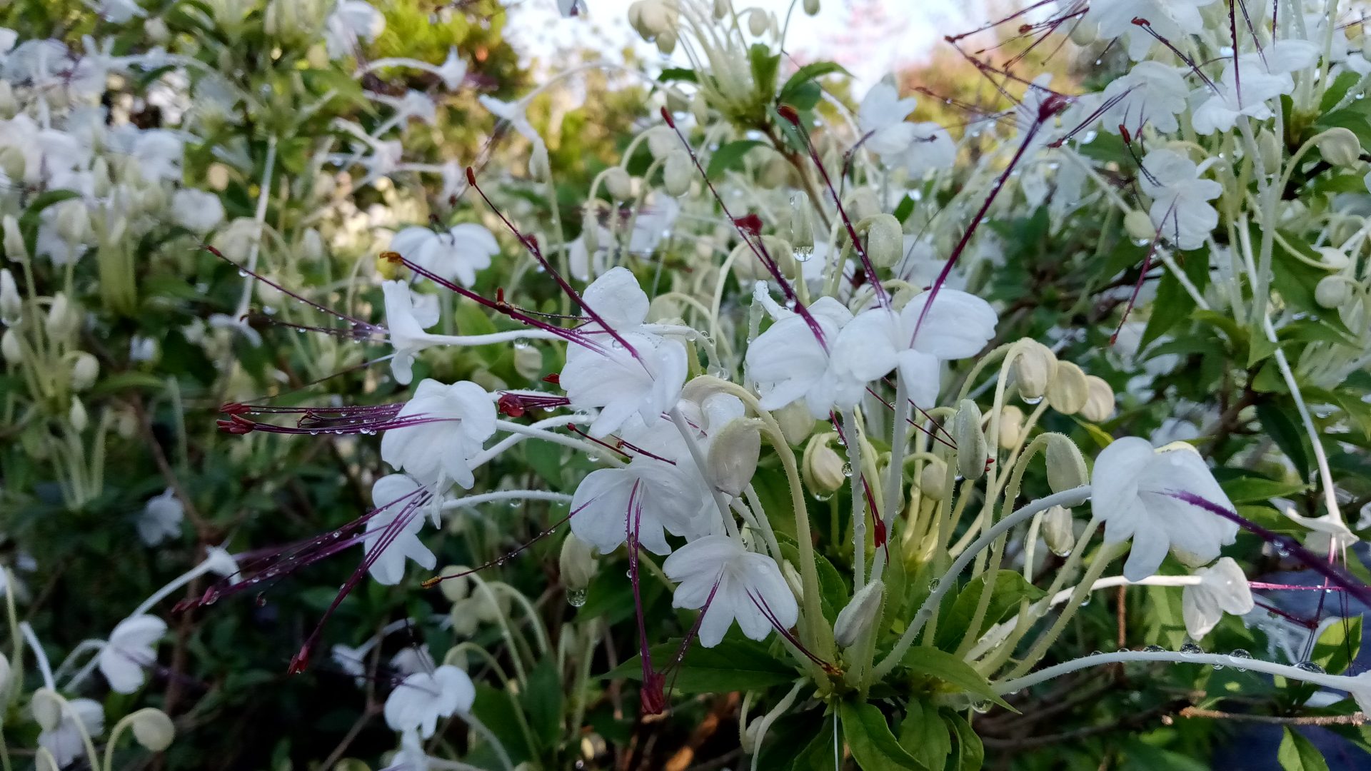 Musical Note Shrub - Richard Lyons Nursery, Inc.