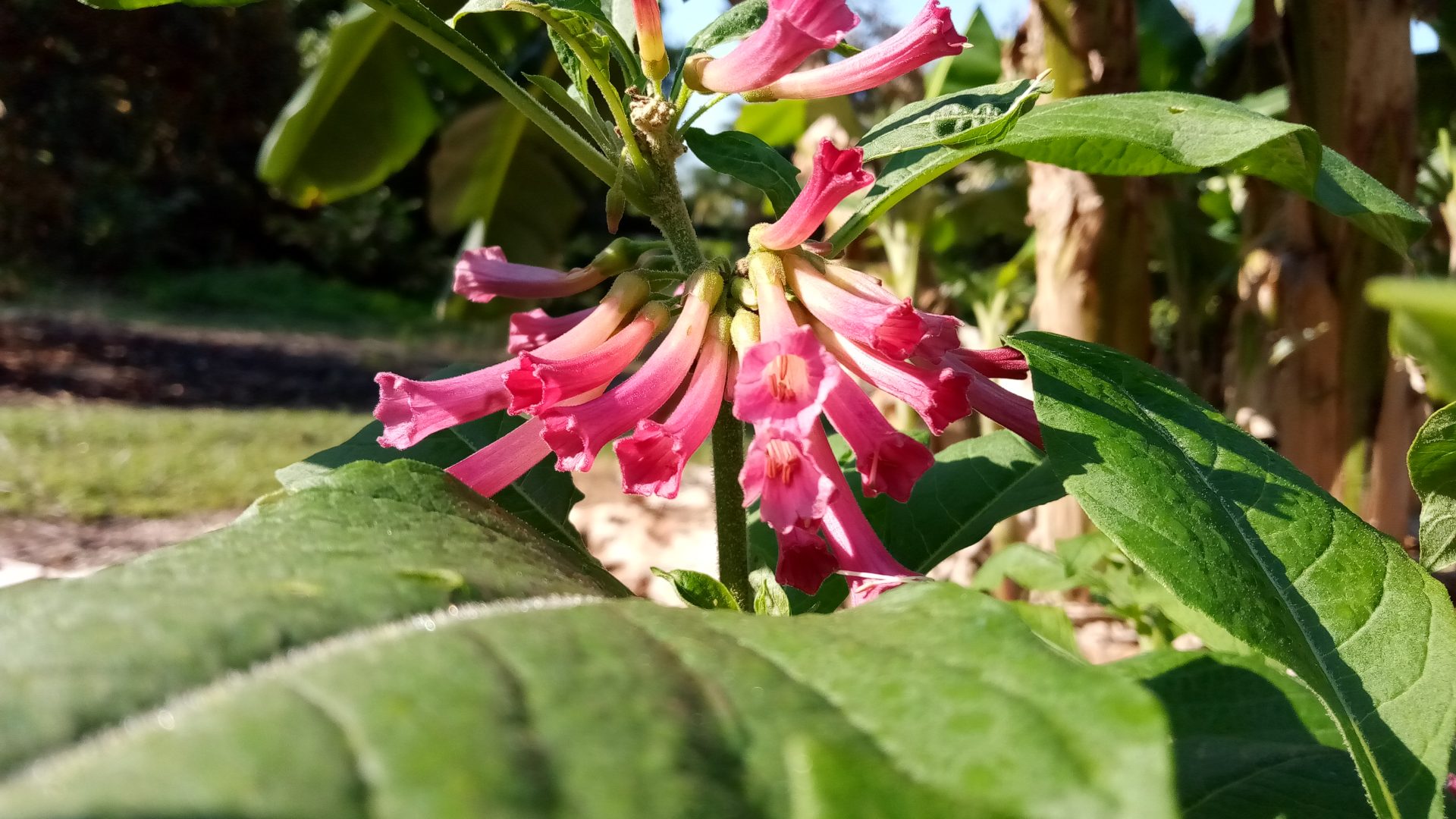 Iochroma Shrub - Richard Lyons Nursery, Inc.