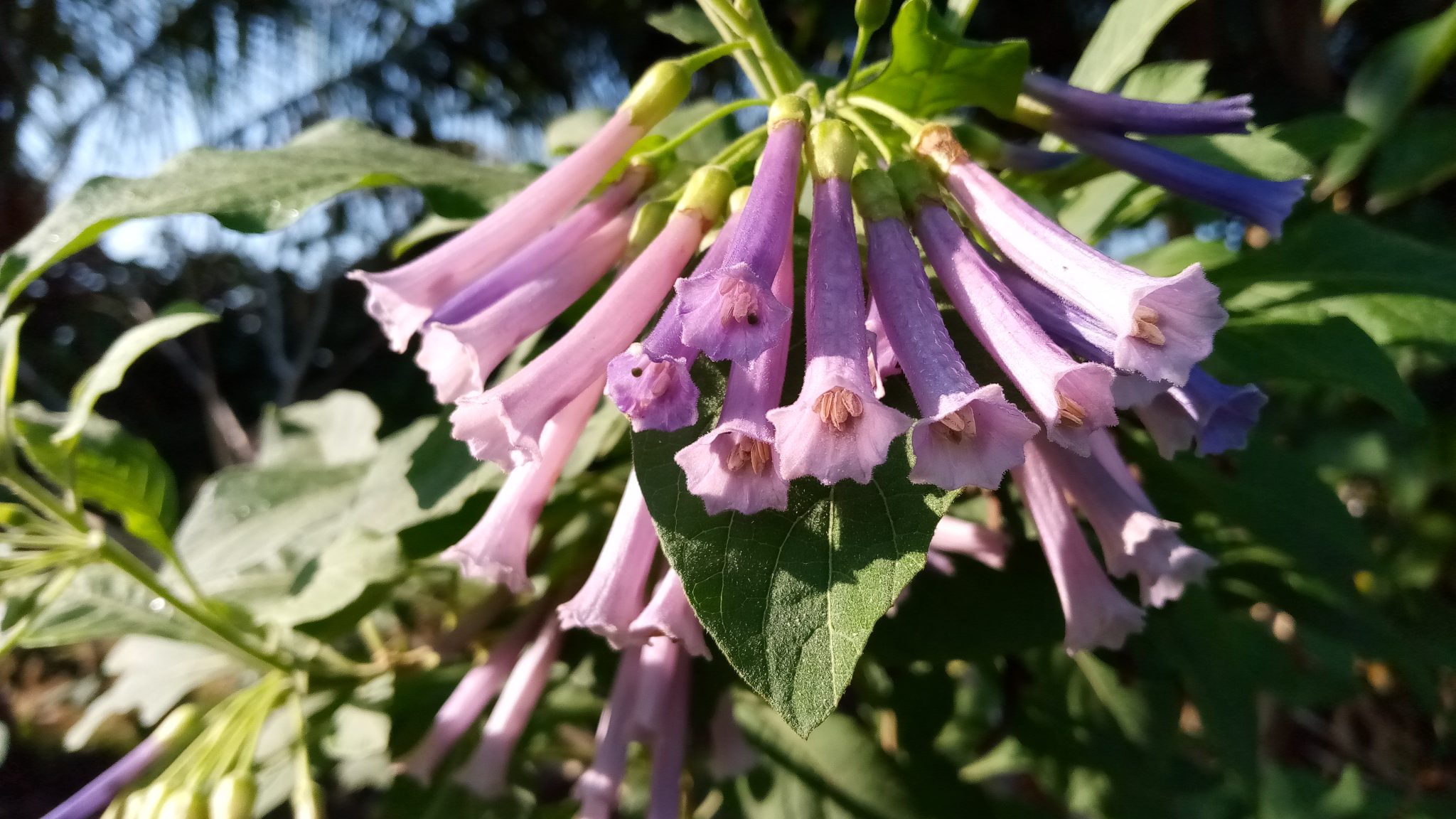 Iochroma Shrub - Richard Lyons Nursery, Inc.