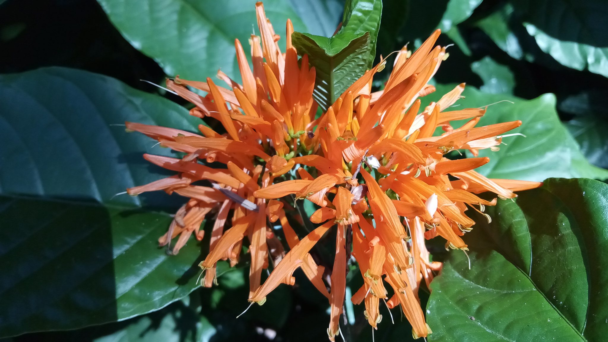 Mexican Honeysuckle - Richard Lyons Nursery, Inc.