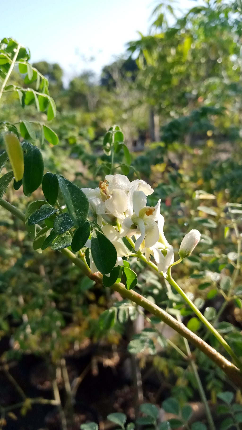 Horseradish Tree - Richard Lyons Nursery, Inc.