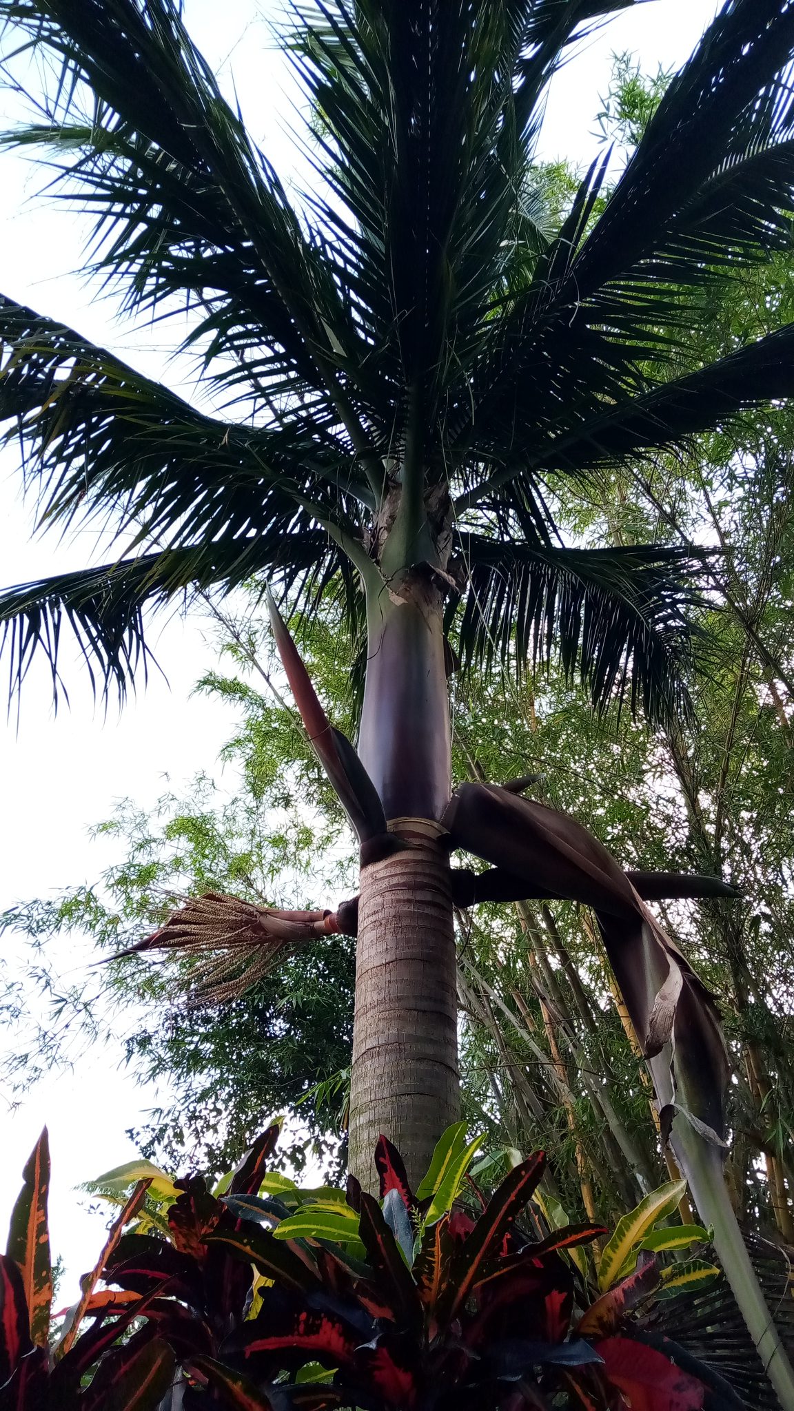 Satake Palm Tree - Richard Lyons Nursery, Inc.